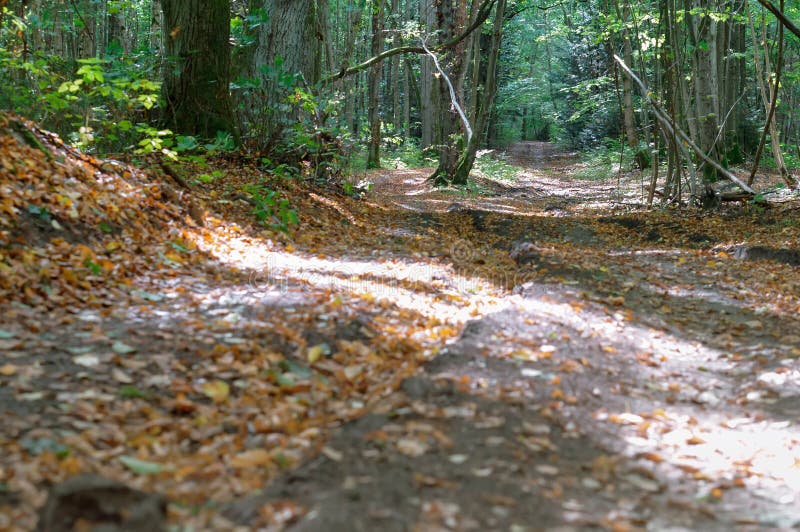 Forest Path between Yellowed Trees, Autumn Forest Stock Photo - Image ...