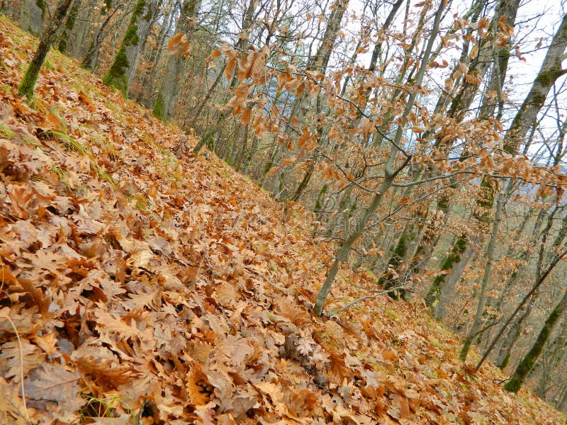 The Math of the Fall Forest Stock Photo - Image of unusual, autumn ...