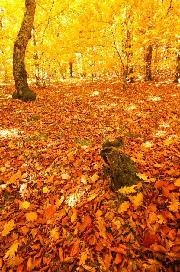 Autumn Forest with Gold Colors Stock Photo - Image of golden, october ...