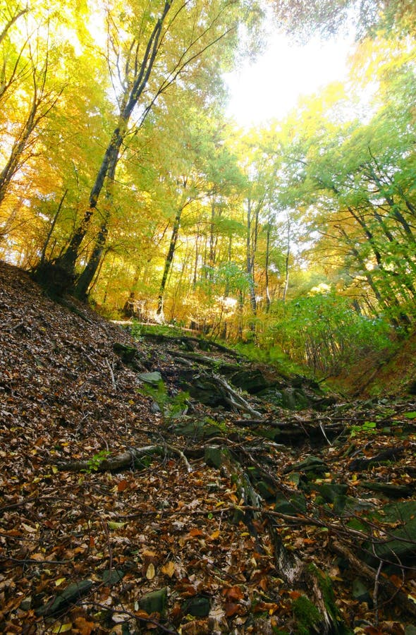 Autumn Forest with Gold Colors Stock Photo - Image of picturesque ...