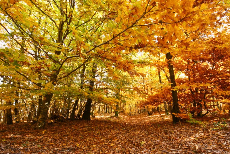 Autumn Forest with Gold Colors Stock Photo - Image of autumn ...
