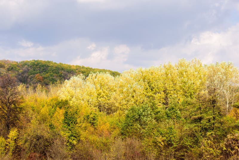 Autumn Forest. Green and Yellow Colors of Beech Trees in the Fall Time ...