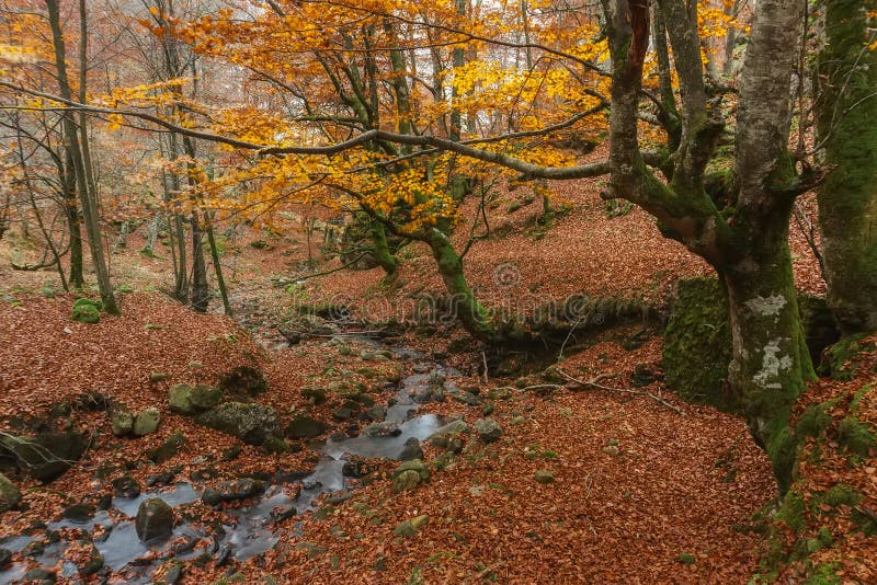Autumn forest stock photo. Image of green, forest, moos - 71738646