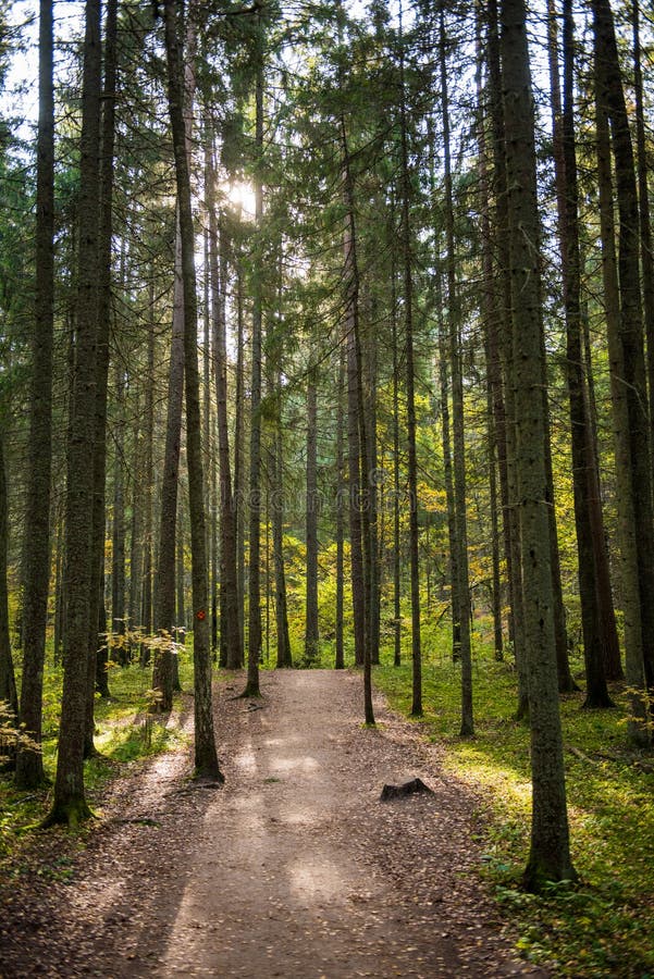 Autumn Forest with Hiking Trail with Golden Tree Leaves Stock Image ...