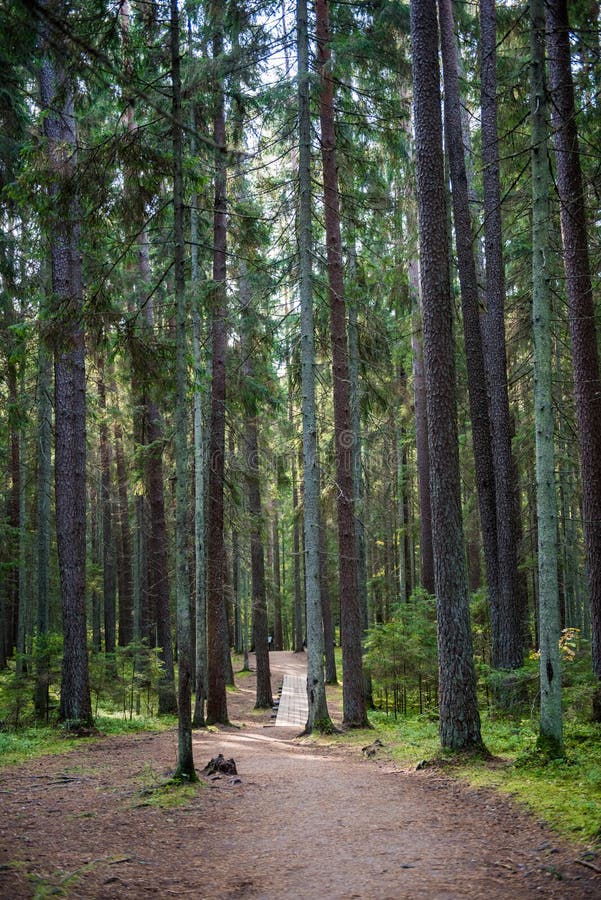 Autumn Forest with Hiking Trail with Golden Tree Leaves Stock Photo ...