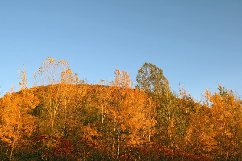Autumn forest on a hill stock photo. Image of october - 3510286