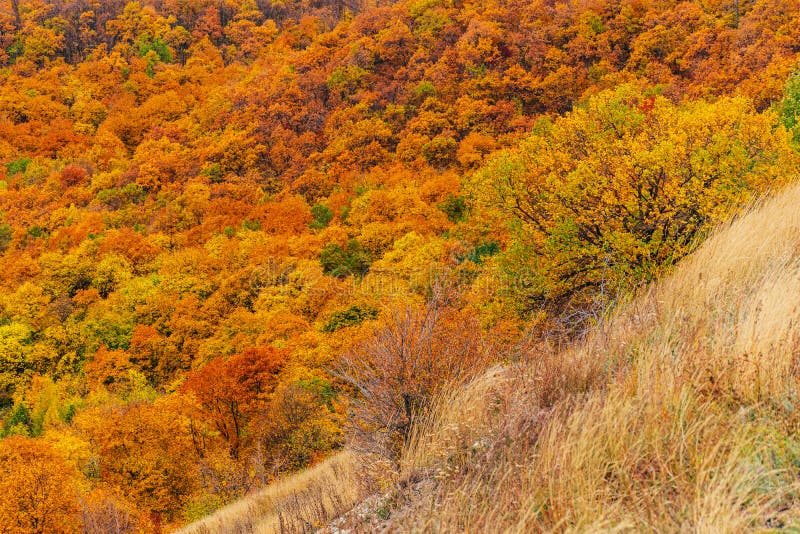 Autumn forest hills nature stock image. Image of nature - 160525947