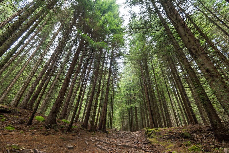 Autumn Forest on Hillside. Beautiful Nature Stock Photo - Image of ...