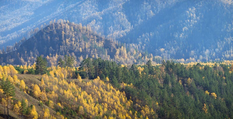 Autumn Forest on the Hillside Stock Photo - Image of mountains, beauty ...