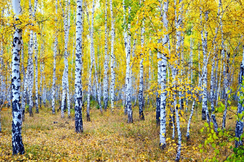 Colorful Aspen Birch Tree stock photo. Image of scenic - 6715184