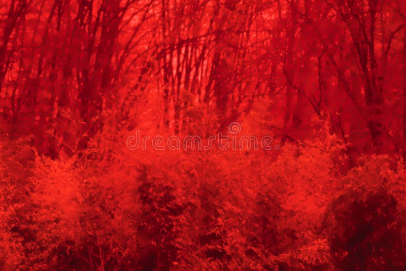 Autumn forest infrared stock photo. Image of landscape - 237780020
