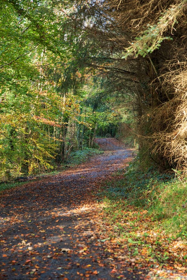 Autumn forest, Ireland stock image. Image of park, forest - 216942085