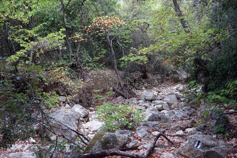 Gilboa forest, Israel stock image. Image of spring, sunny - 87292675