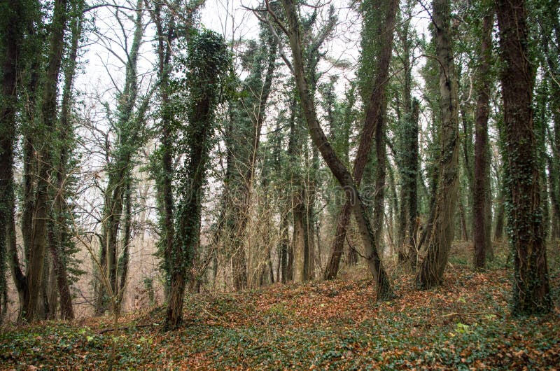Autumn Forest with Ivy Leaves on Trees Stock Photo - Image of ...