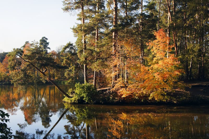 Autumn forest and lake stock image. Image of beach, pine - 16437755