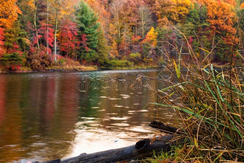 Autumn Forest by the Lake stock image. Image of fall - 27647703