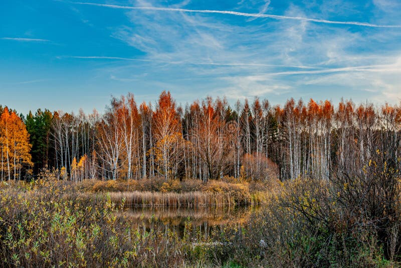 October Forest in the Reserve! Stock Image - Image of deciduous ...
