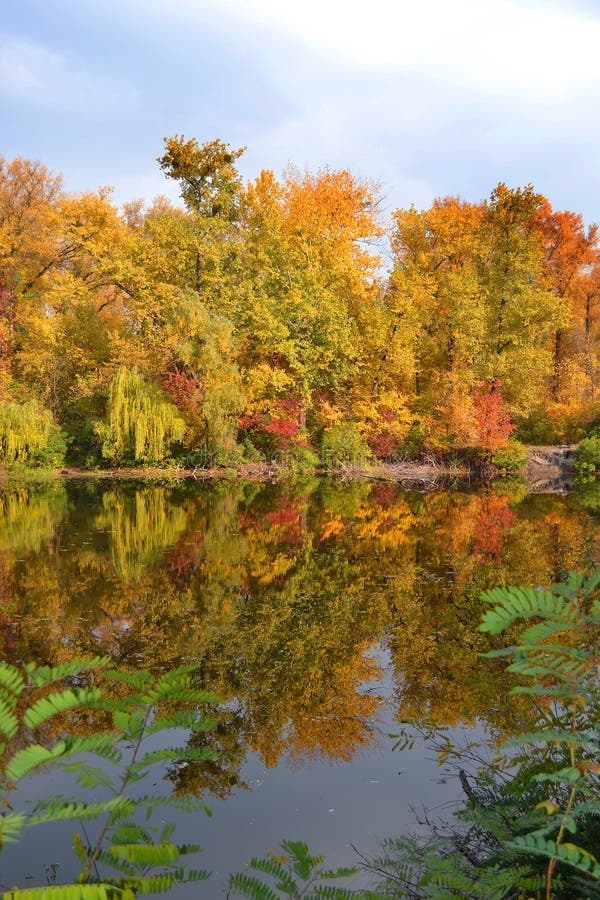 Autumn forest and lake stock photo. Image of surface - 55721772
