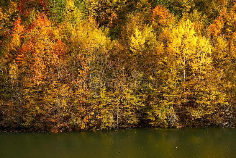 Autumn Forest and Lake Shore Stock Photo - Image of colored, tree: 11625074