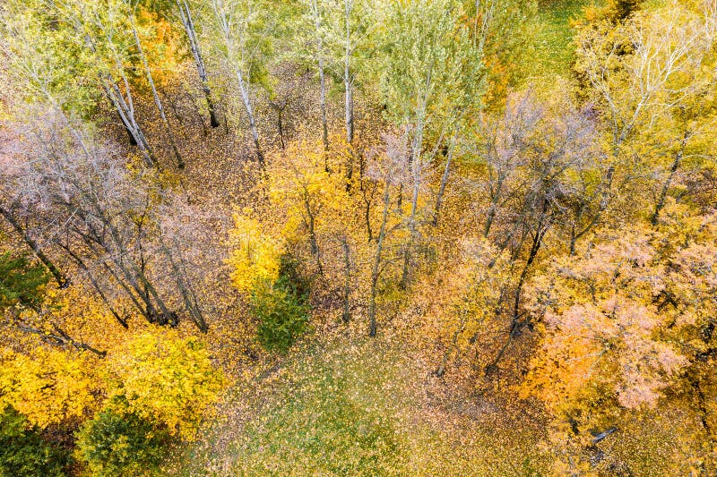 Autumn Forest Landscape Aerial View Stock Photo - Image of october ...