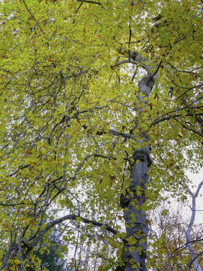 Yellow Maple Tree Foliage in Autumn Forest on Cape Cod Stock Image ...