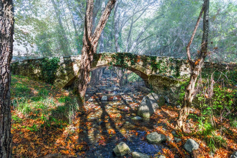 Autumn Forest landscape stock image. Image of mist, cyprus - 126963117