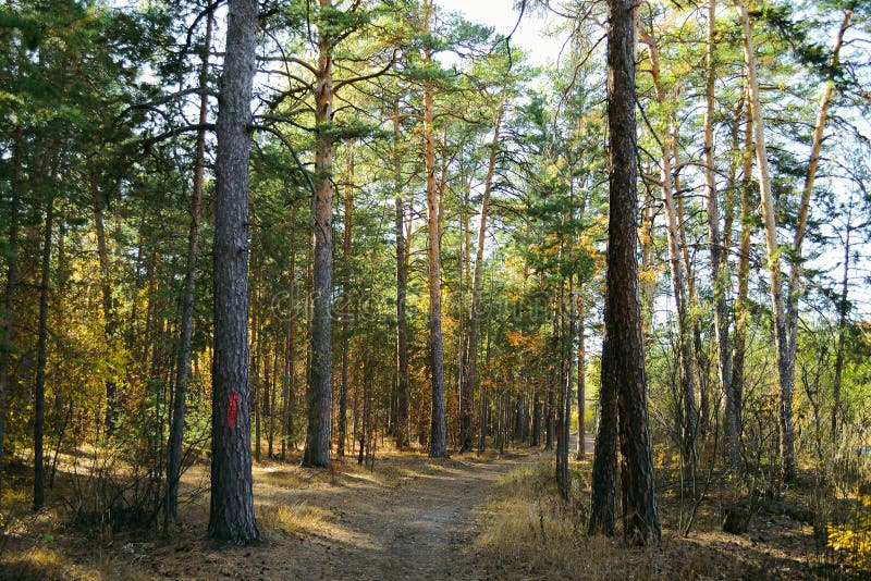 Autumn Forest Landscape with a Path between the Trees Stock Image ...