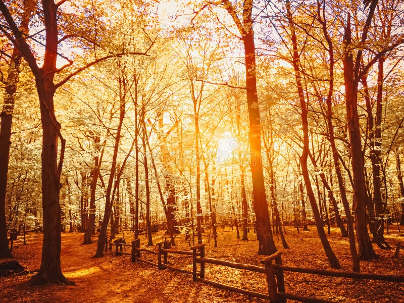 Autumn Forest Landscape at Sunset or Sunrise Stock Image - Image of ...