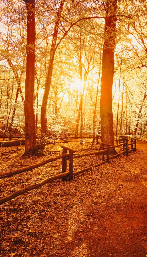 Autumn Forest Landscape at Sunset or Sunrise Stock Image - Image of ...