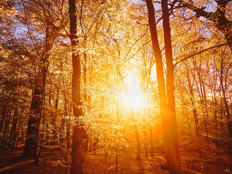 Autumn Forest Landscape at Sunset or Sunrise Stock Image - Image of ...