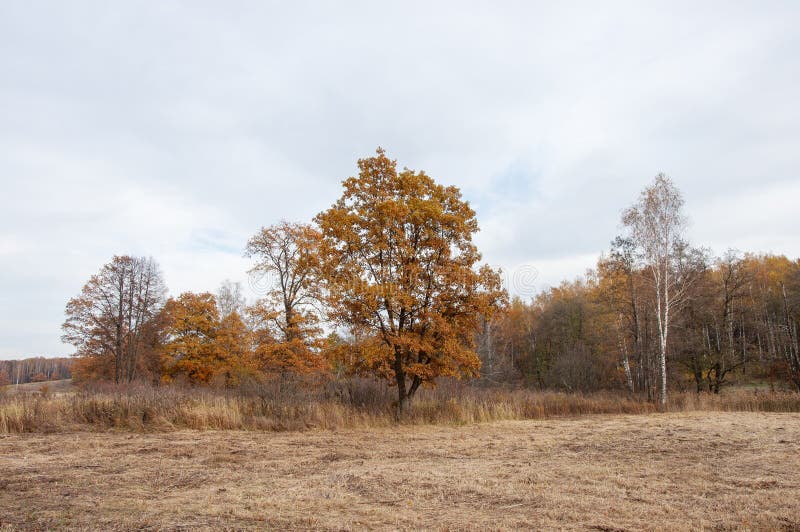 Autumn Forest Landscape, Forest Edge Stock Photo - Image of landscape ...