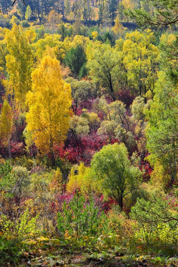 Autumn Forest. Landscape. Vertical Shot. Beautiful Withering. Stock ...