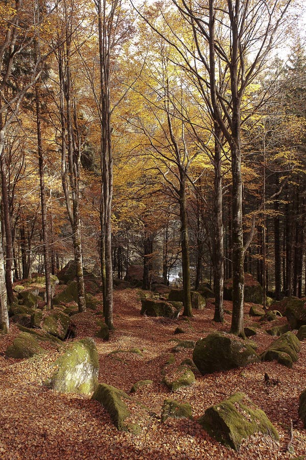 Autumn forest stock photo. Image of maple, nature, season - 36413824