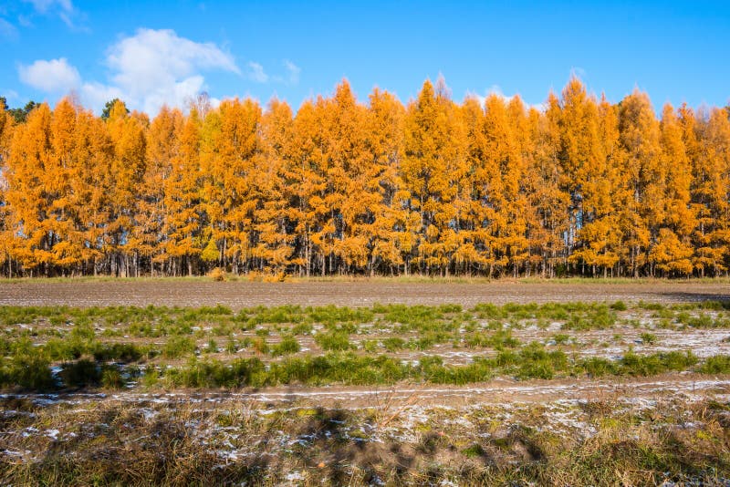 Autumn Forest of Larch Trees Stock Image - Image of colorful, golden ...