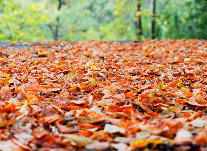 Autumn Forest Leaves Low Angle Background Stock Photo - Image of ...