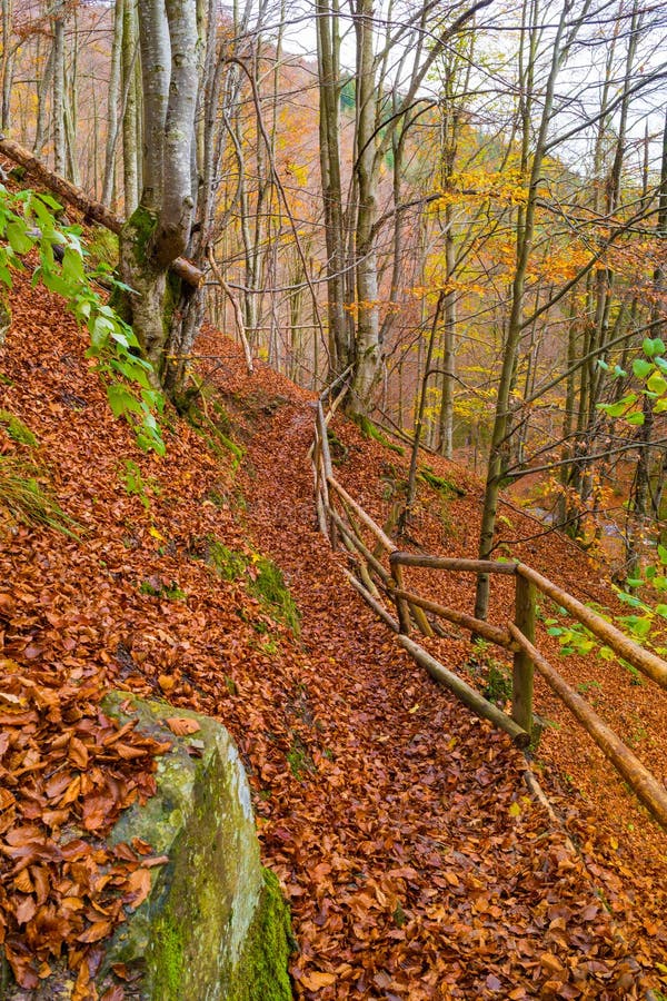 Autumn Forest with Leaves Lying on the Ground Stock Image - Image of ...