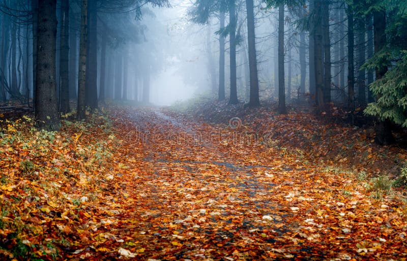 Autumn forest leaves path stock image. Image of beauty - 319418031