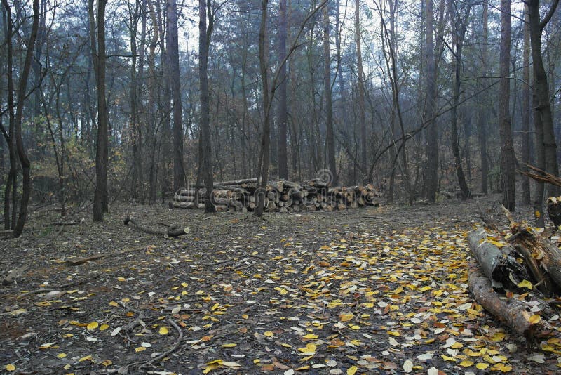 In the Autumn Forest Logging Stock Photo - Image of forest, natural ...