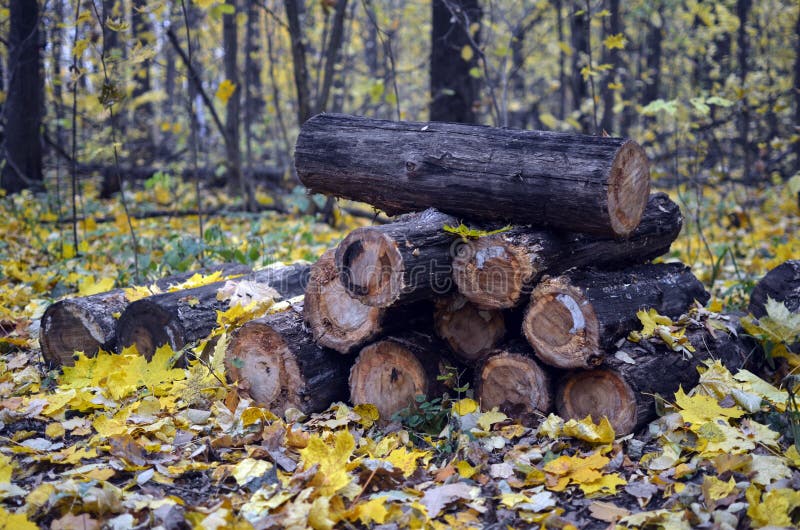 Autumn forest. Logs Leaves stock photo. Image of autumn - 160484302