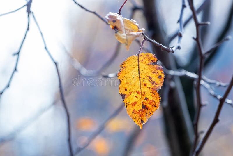 Autumn Forest with a Lonely Dry Leaf on a Tree Branch Stock Image ...