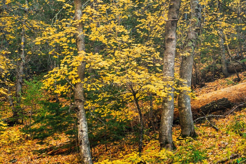 Autumn Forest Maple Tree with Yellow Leaves Stock Image - Image of ...