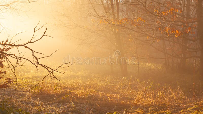 Autumn Forest Mist with Sunlight Rays Stock Image - Image of calm, mist ...