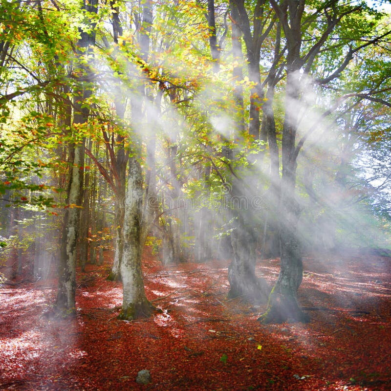 Autumn forest stock image. Image of bright, colorful - 34232105