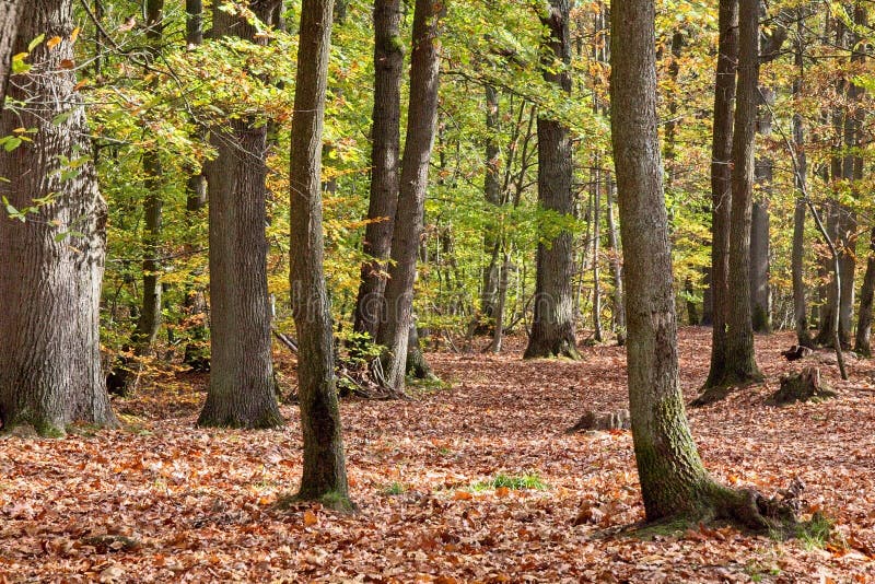 Autumn Forest in the Morning Stock Image - Image of france, blue: 219752655