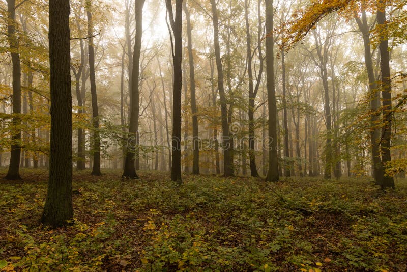 1,638 Ambient Forest Photos - Free & Royalty-Free Stock Photos from ...