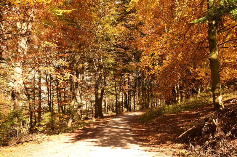 Autumn forest in mountain stock photo. Image of autumnal - 39497576