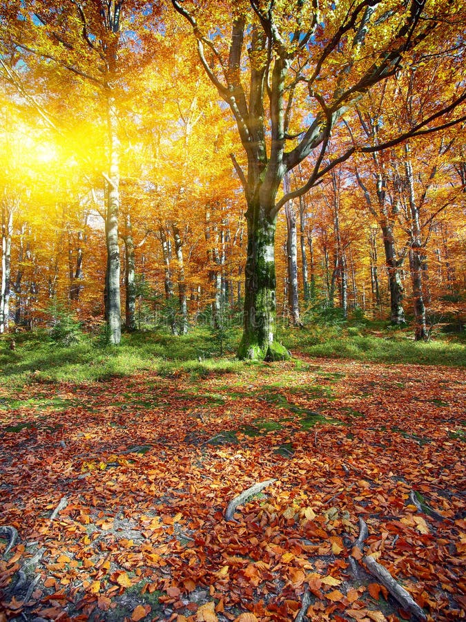 Autumn Forest in the Mountains Stock Photo - Image of landscapes, smoky ...