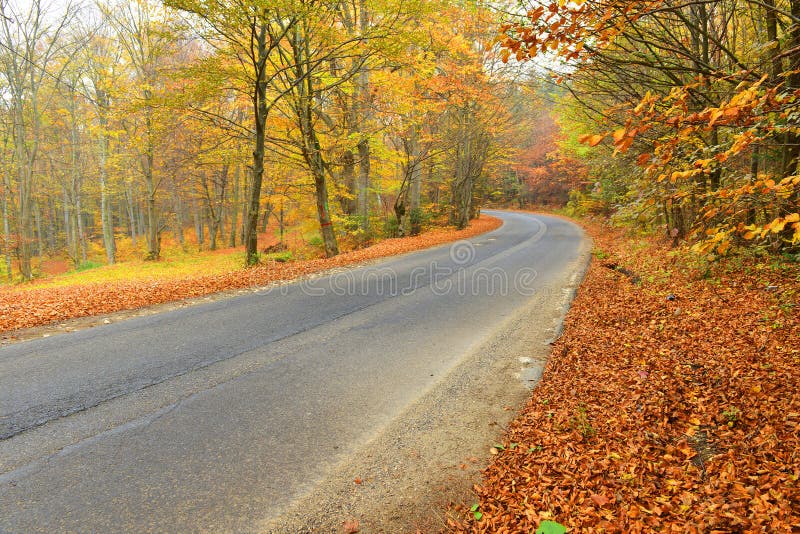 Autumn Forest in the Mountains, Road in the Autumn Forest Stock Photo ...