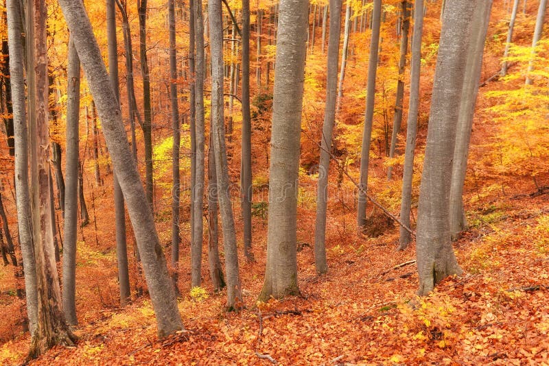 Autumn Forest in the Mountains, Autumn Trees Stock Photo - Image of ...