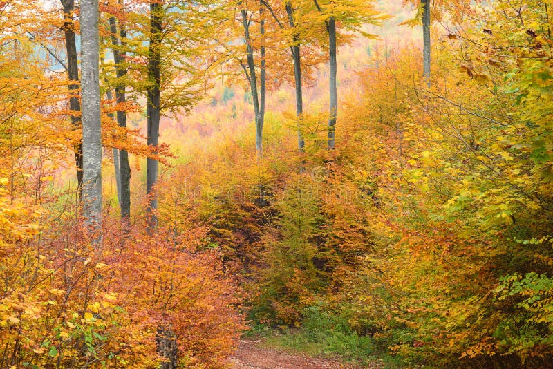 Autumn Forest in the Mountains, Autumn Trees Stock Image - Image of ...